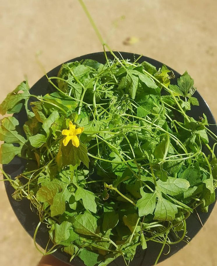 Cerasee – Soulful Herbs & Spices